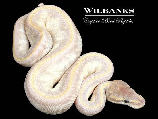 Leopard Crystal Ball Python by Wilbanks Captive Bred Reptiles