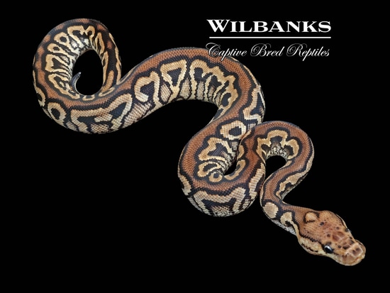 Cinnamon Spotnose Clown Ball Python by Wilbanks Captive Bred Reptiles