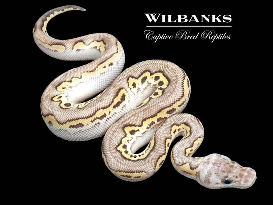 Blackhead Pastel Mojave Clown Ball Python by Wilbanks Captive Bred Reptiles