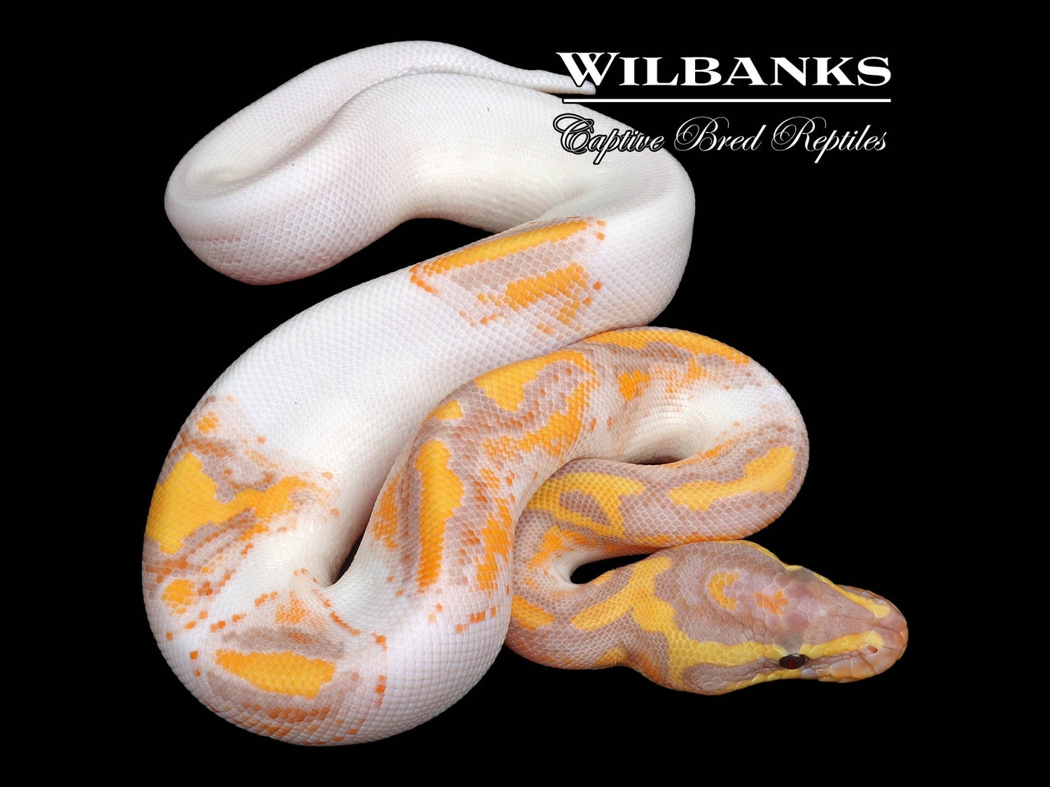 Banana Pied Yellow Belly Ball Python by Wilbanks Captive Bred Reptiles ...