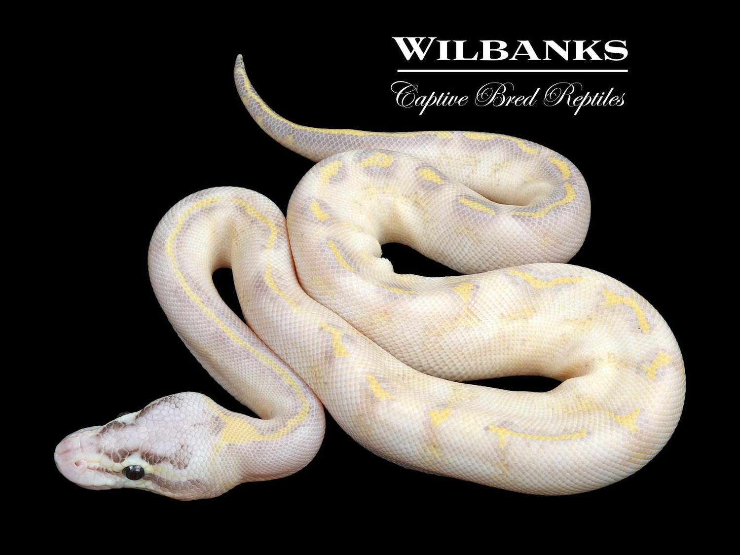 Super Pastel Ivory Ball Python by Wilbanks Captive Bred Reptiles ...