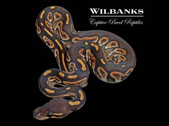Black Pastel Mojave Ball Python by Wilbanks Captive Bred Reptiles
