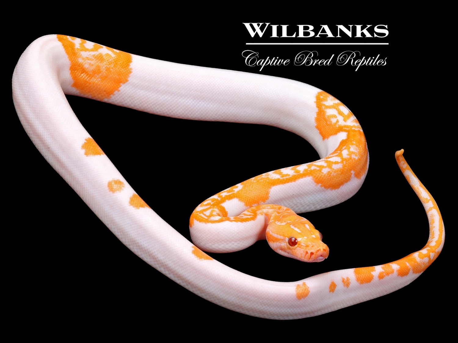 Albino Pied 66% PH Granite Burmese Python by Wilbanks Captive Bred ...