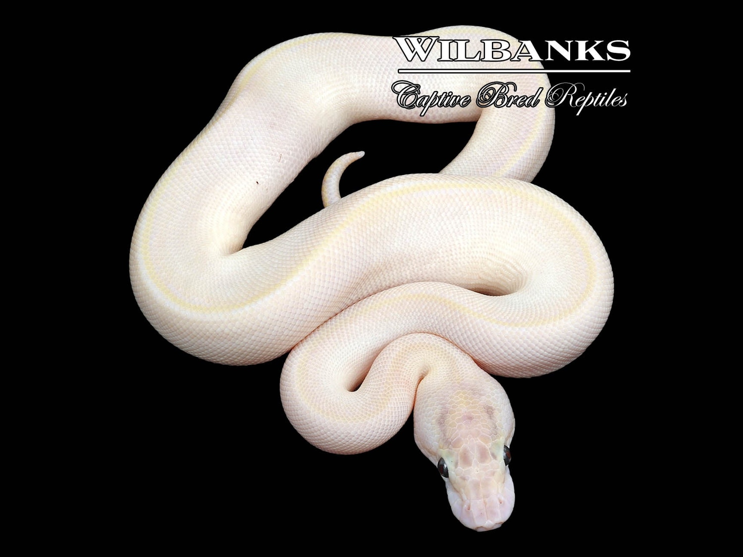 Ivory Ball Python by Wilbanks Captive Bred Reptiles - MorphMarket
