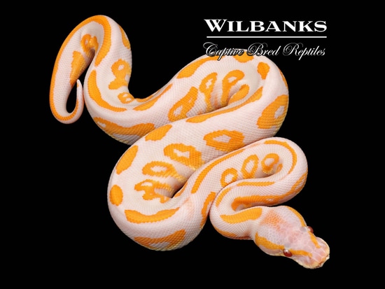 Lavender Leopard Blackhead Ball Python by Wilbanks Captive Bred Reptiles