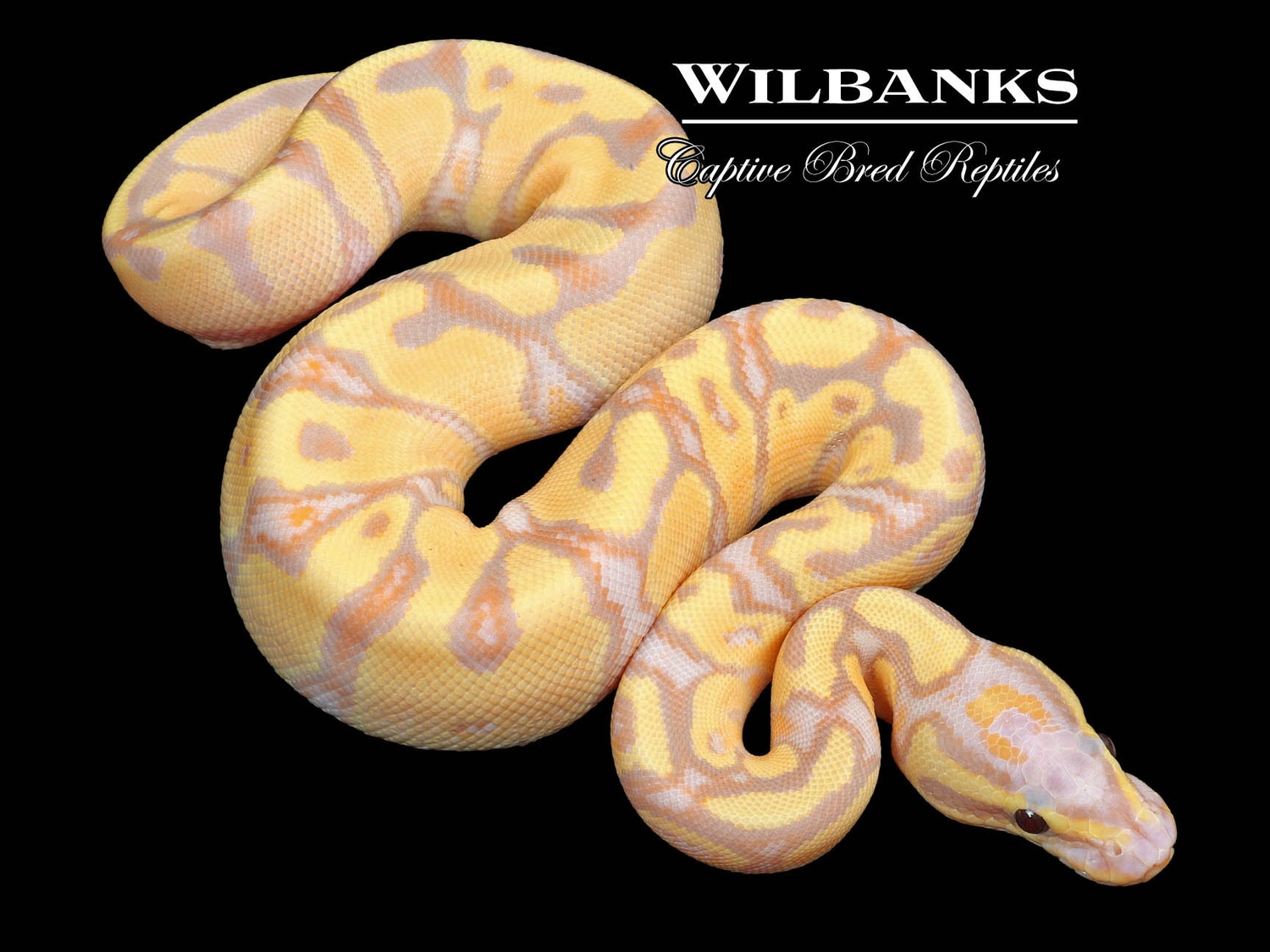 Banana Enchi Ball Python by Wilbanks Captive Bred Reptiles - MorphMarket