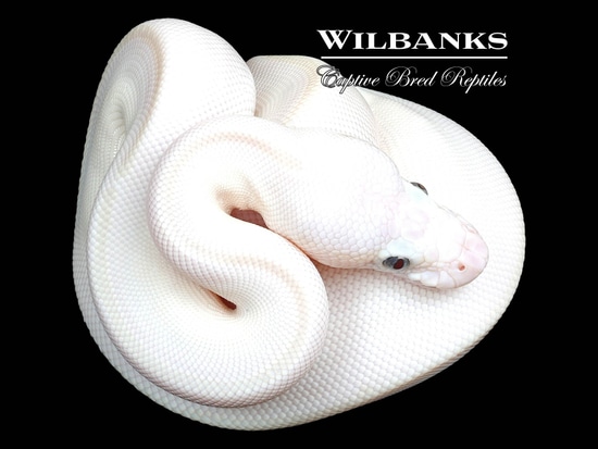 Blue Eyed Leucistic (Lucy) (Mojave Butter) Ball Python by Wilbanks ...