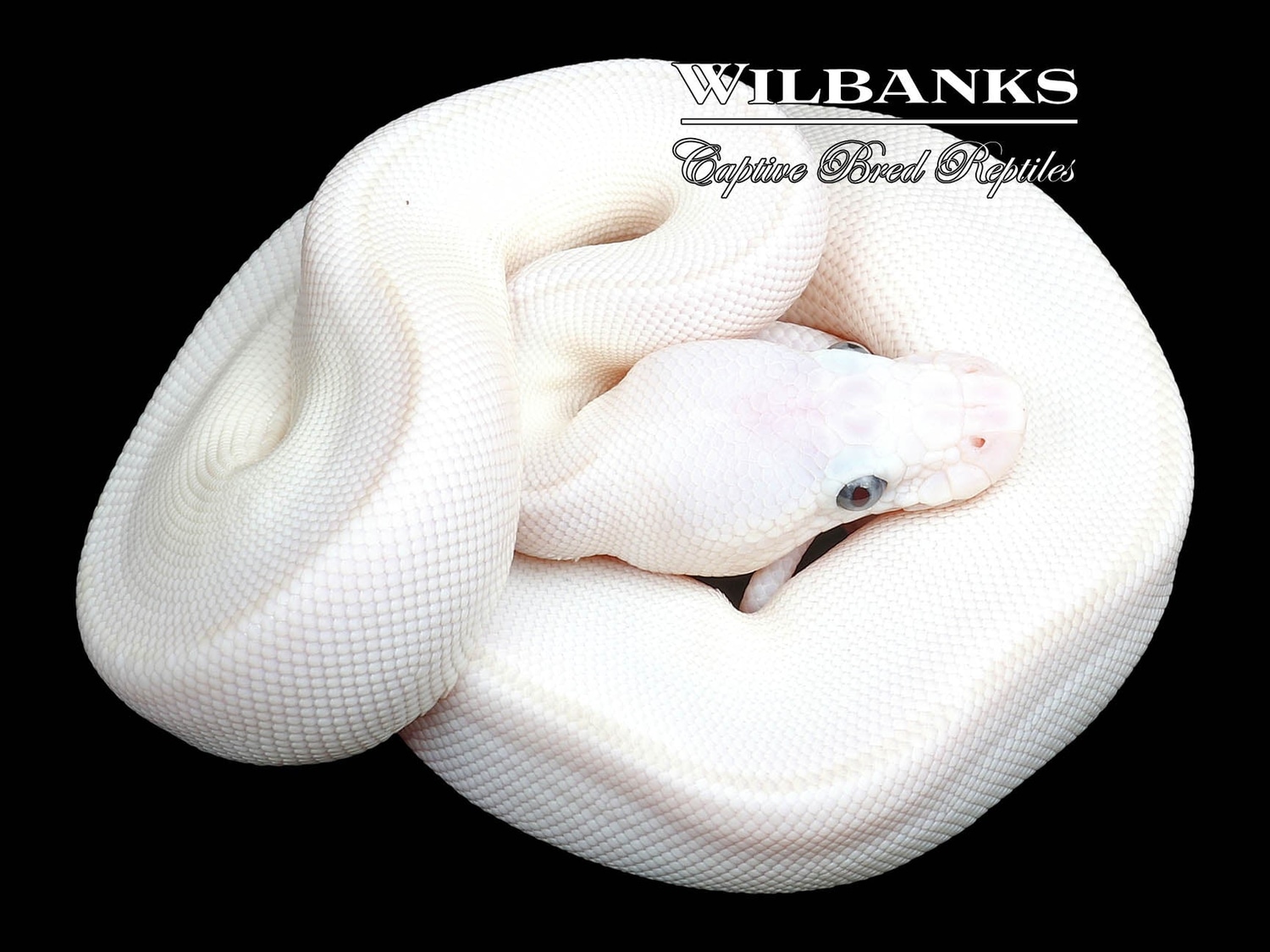Blue Eyed Leucistic (Lucy) (Mojave Butter) Ball Python by Wilbanks ...