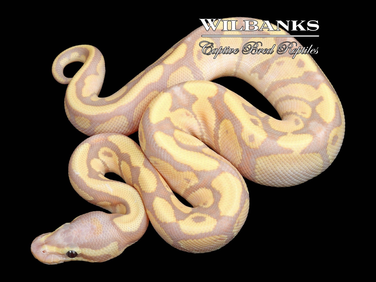 Banana Fire Ball Python by Wilbanks Captive Bred Reptiles - MorphMarket