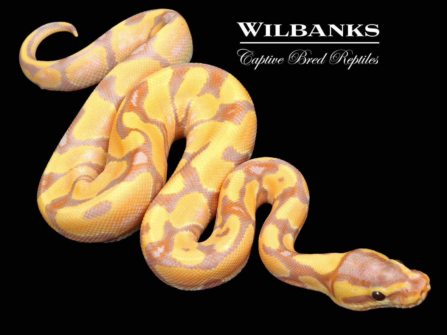 Banana Enchi Ball Python by Wilbanks Captive Bred Reptiles - MorphMarket