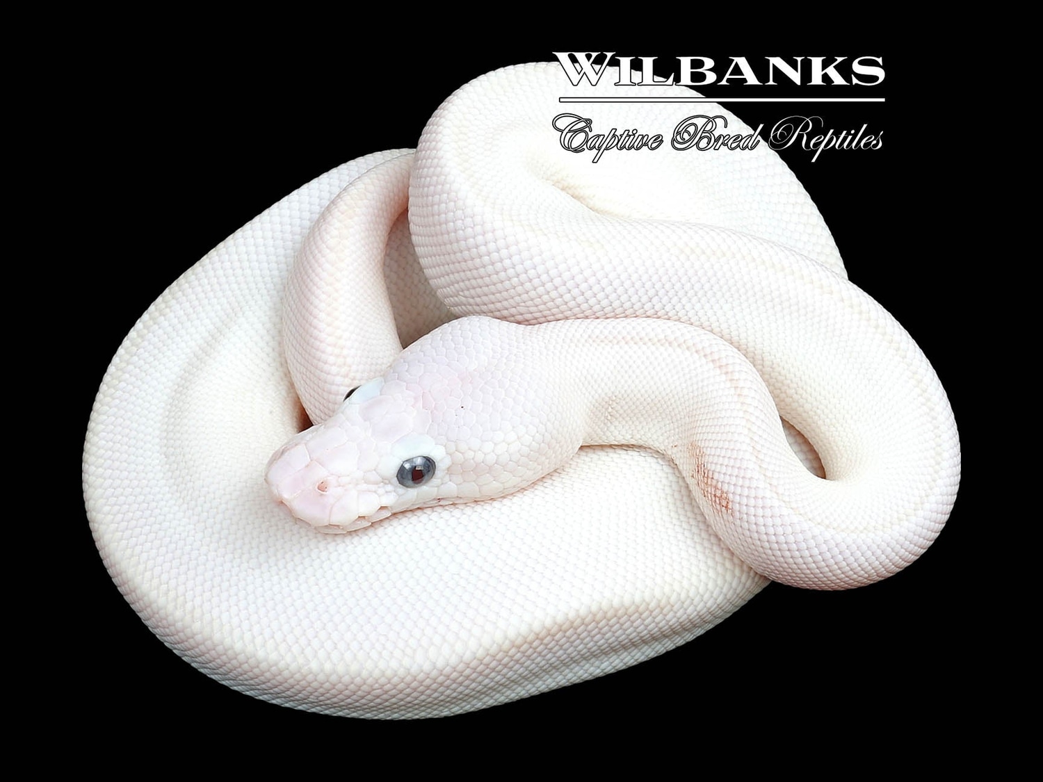 Blue Eyed Leucistic (Lucy) (Mojave Butter) Ball Python by Wilbanks ...