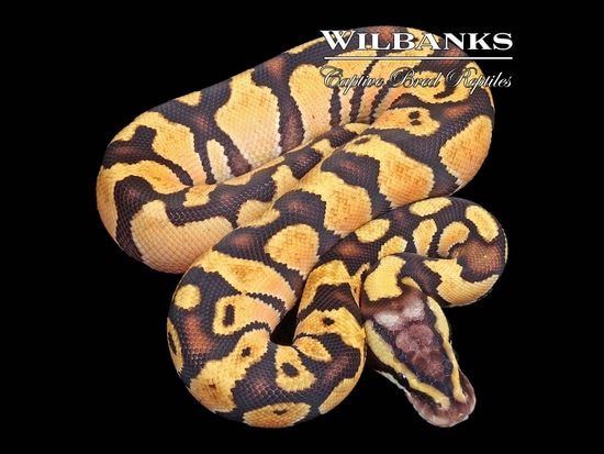 Pastel Enchi Ball Python by Wilbanks Captive Bred Reptiles