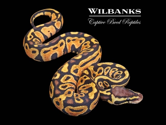 Pastel Yellow Belly Or Asphalt Ball Python by Wilbanks Captive Bred ...