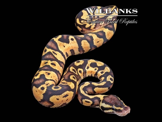 Pastel Yellow Belly Or Ashpalt 100% Het. Pied Ball Python by Wilbanks ...