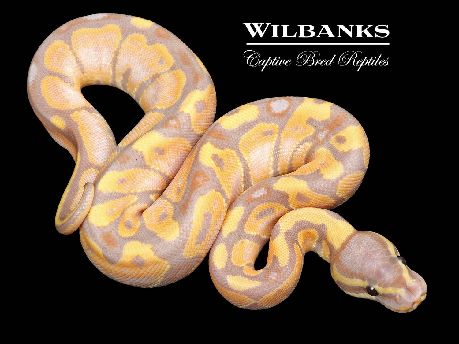 Banana Ball Python by Wilbanks Captive Bred Reptiles - MorphMarket