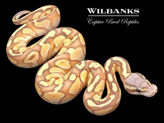 Banana Pastel Butter Yellow Belly Ball Python by Wilbanks Captive Bred ...