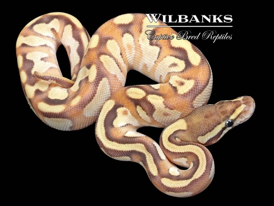 Mojave Enchi Fire 100% Het. Pied Ball Python by Wilbanks Captive Bred ...