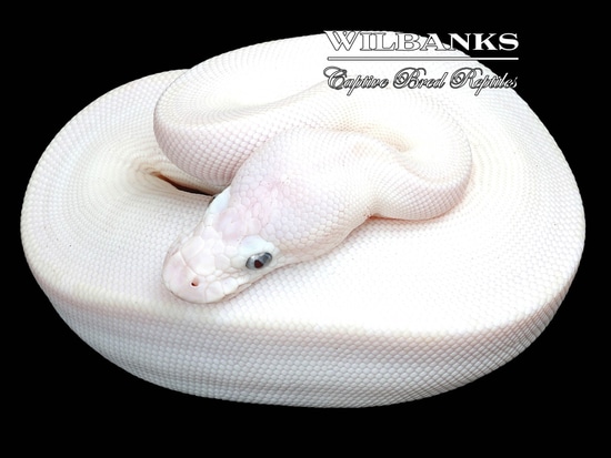 Blue Eyed Leucistic (Lucy) (Mojave Butter) Ball Python by Wilbanks ...