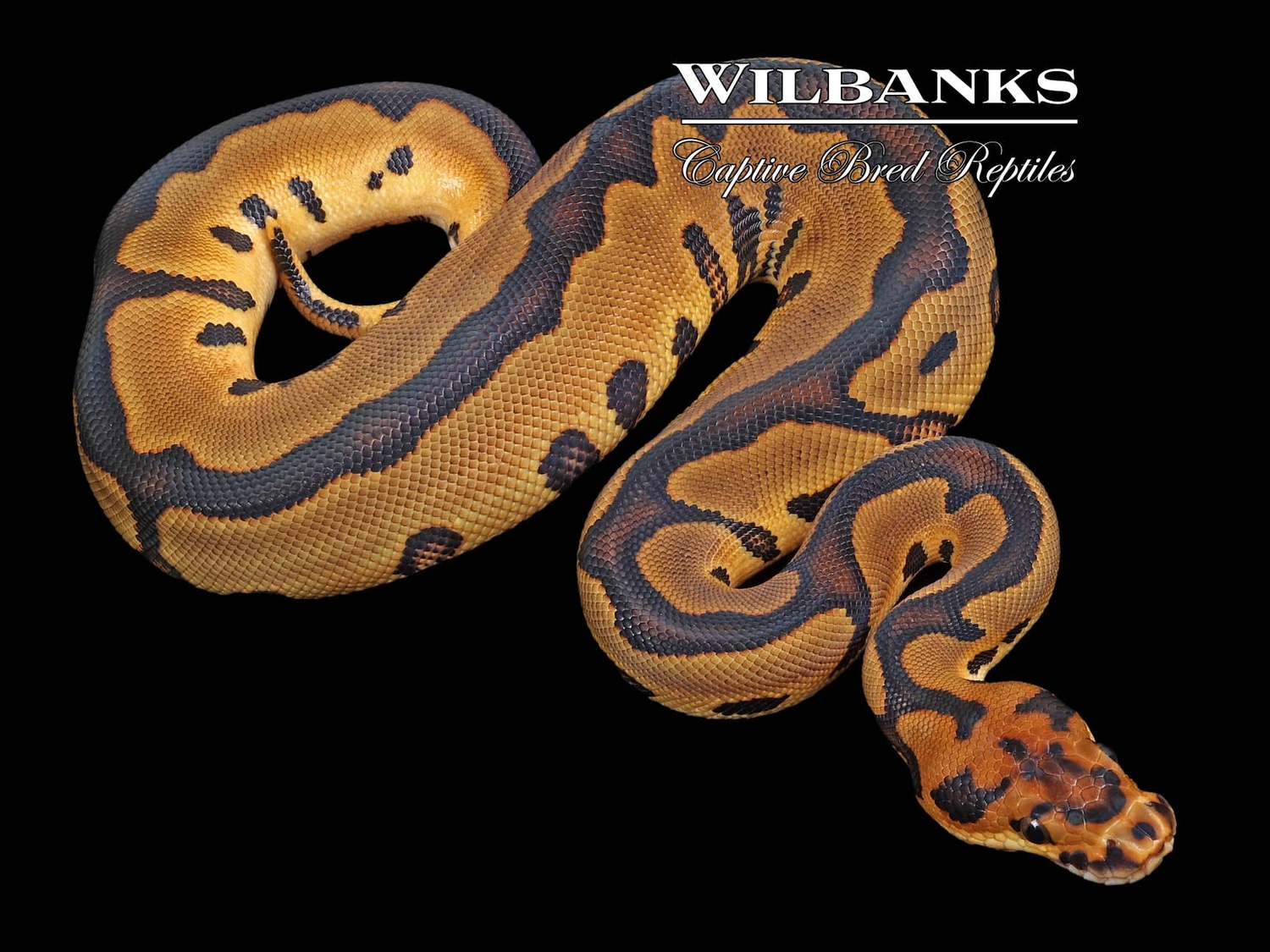 Leopard Yellow Belly Clown Ball Python by Wilbanks Captive Bred ...