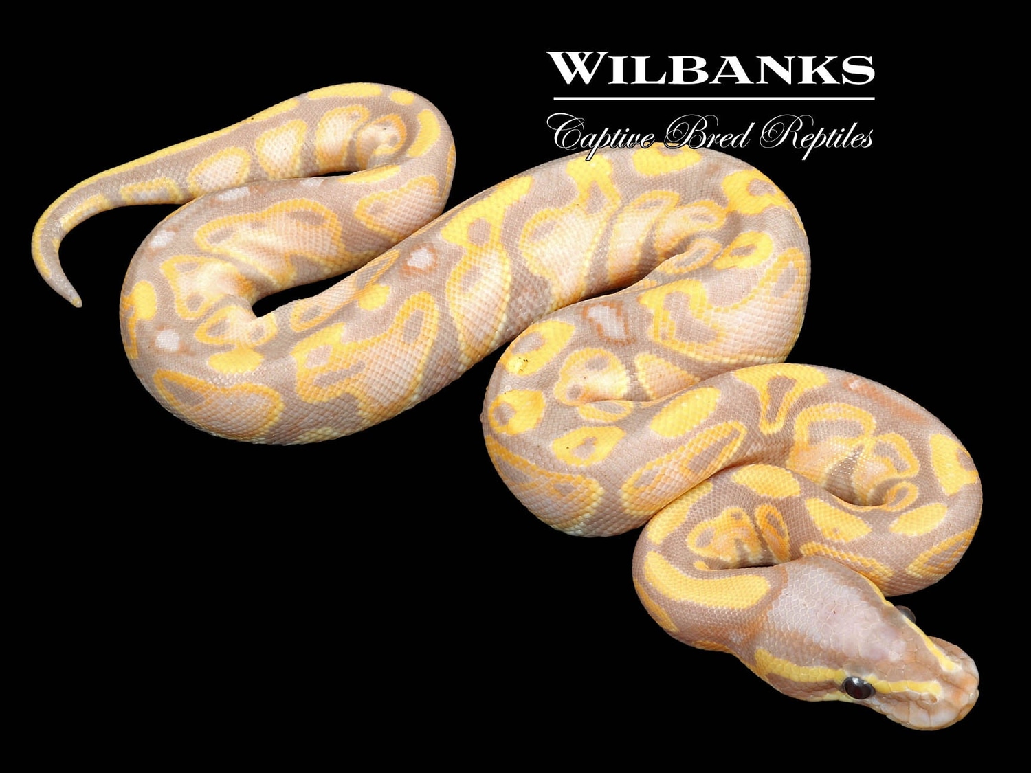 Banana Ball Python by Wilbanks Captive Bred Reptiles - MorphMarket