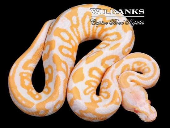 Albino Black Pastel Leopard Ball Python by Wilbanks Captive Bred Reptiles