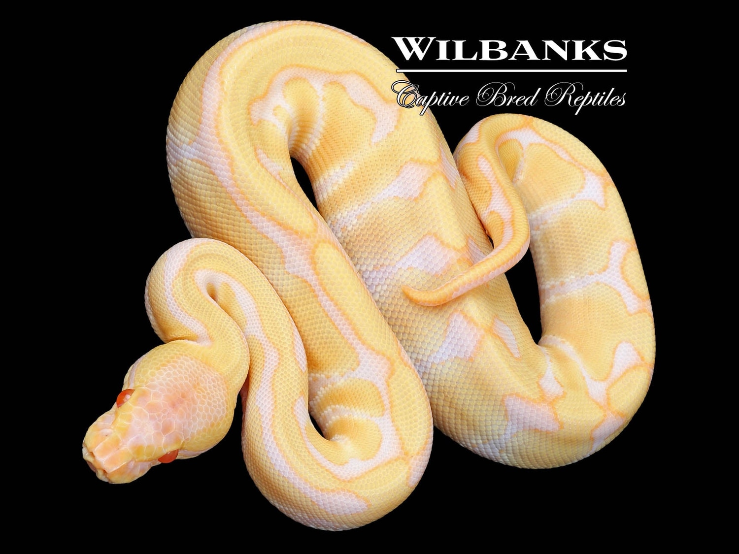 Albino Enchi Ball Python by Wilbanks Captive Bred Reptiles - MorphMarket