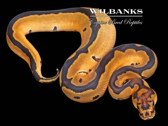 Blade Clown Ball Python by Wilbanks Captive Bred Reptiles