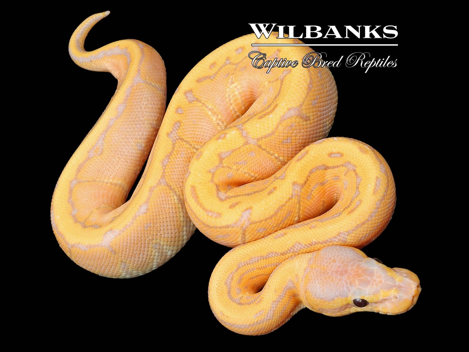 Banana Pinstripe Ball Python by Wilbanks Captive Bred Reptiles ...