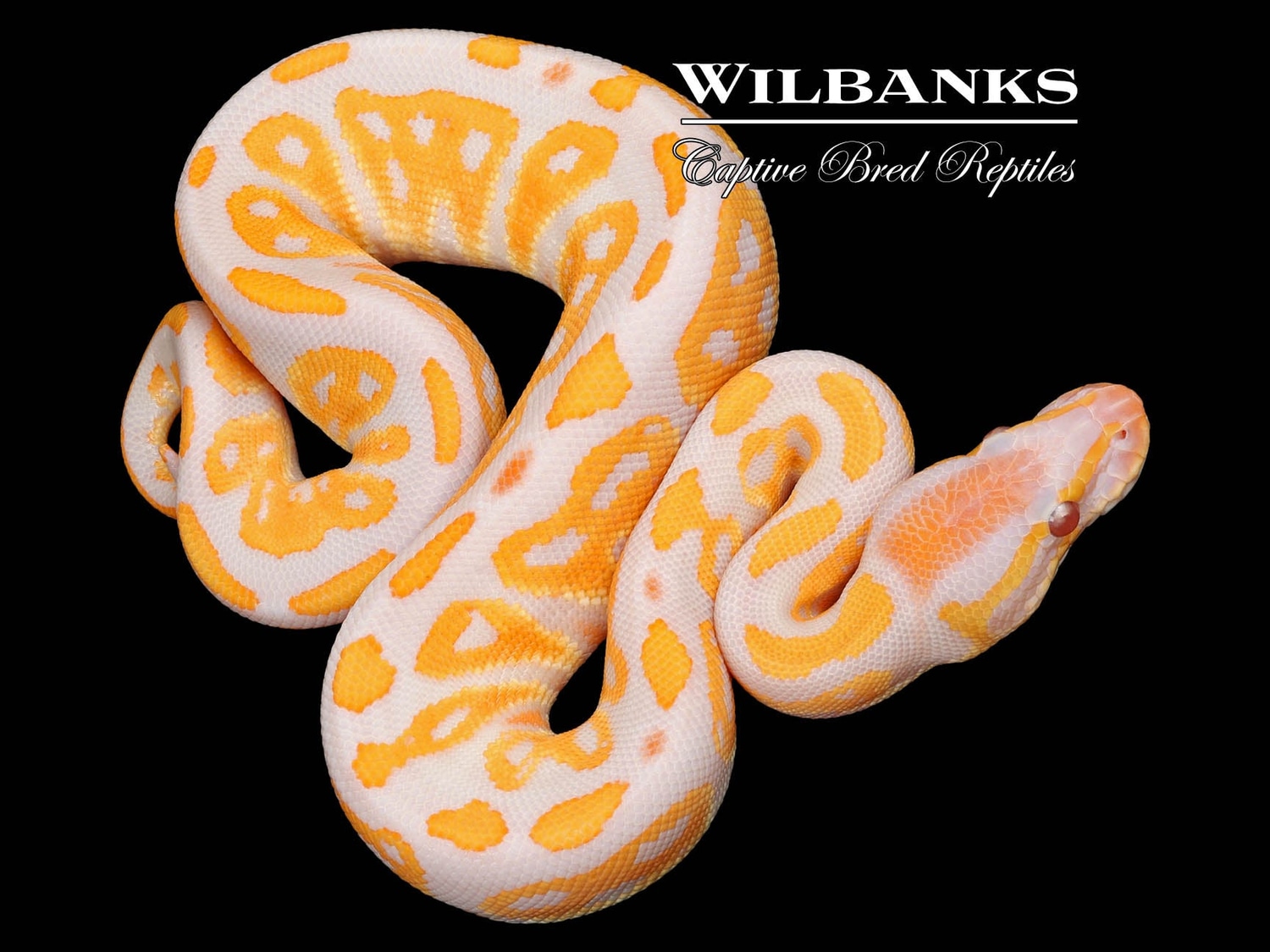 Lavender Blackhead Ball Python by Wilbanks Captive Bred Reptiles ...