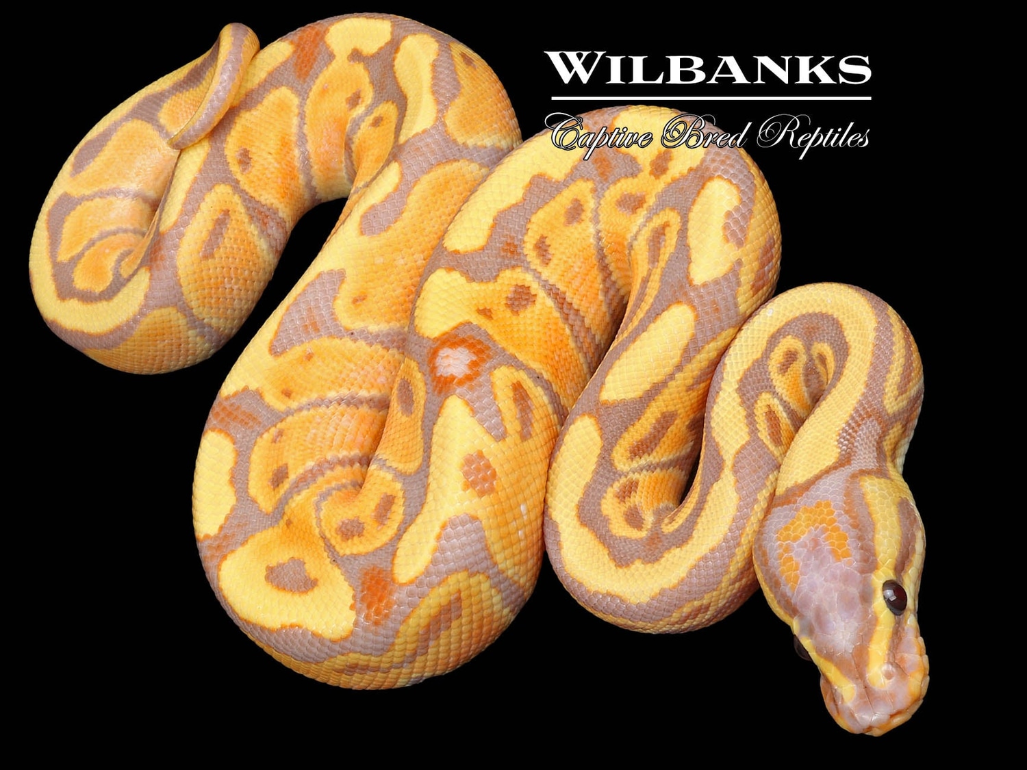 Banana Ball Python by Wilbanks Captive Bred Reptiles - MorphMarket