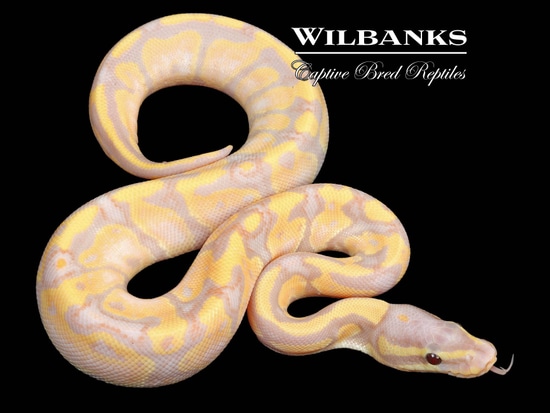 Banana Fire Ball Python by Wilbanks Captive Bred Reptiles