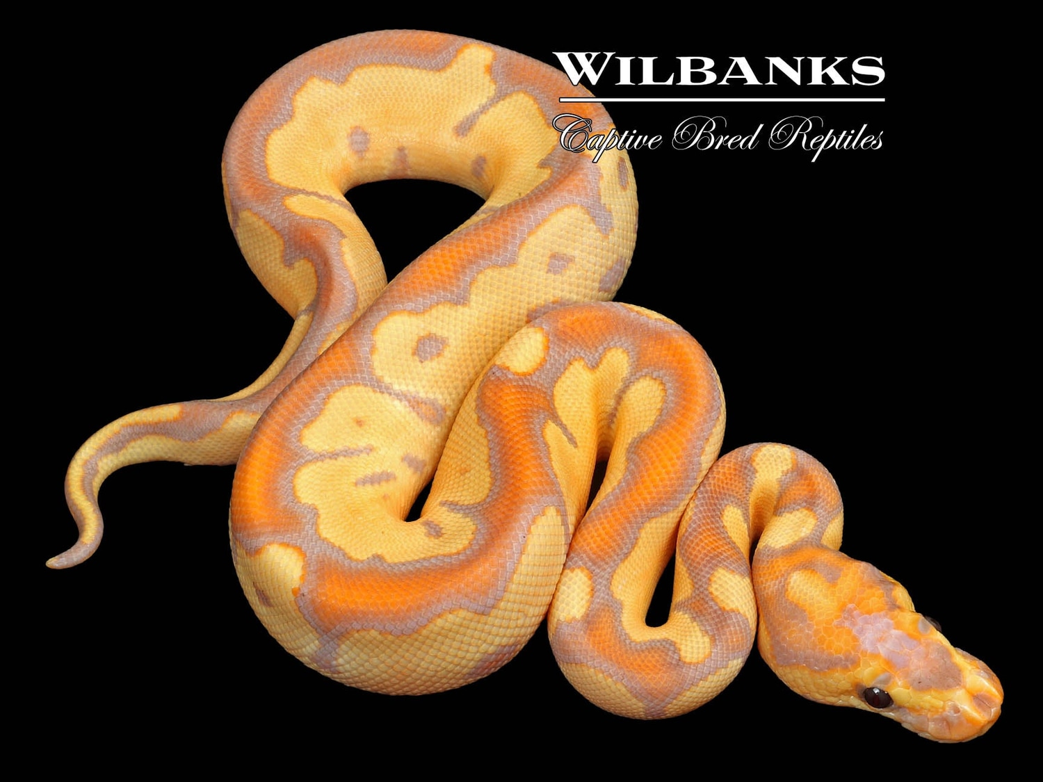 Banana Clown Ball Python by Wilbanks Captive Bred Reptiles - MorphMarket