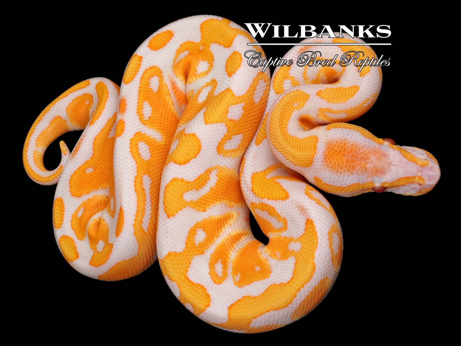 Lavender Albino Ball Python by Wilbanks Captive Bred Reptiles - MorphMarket