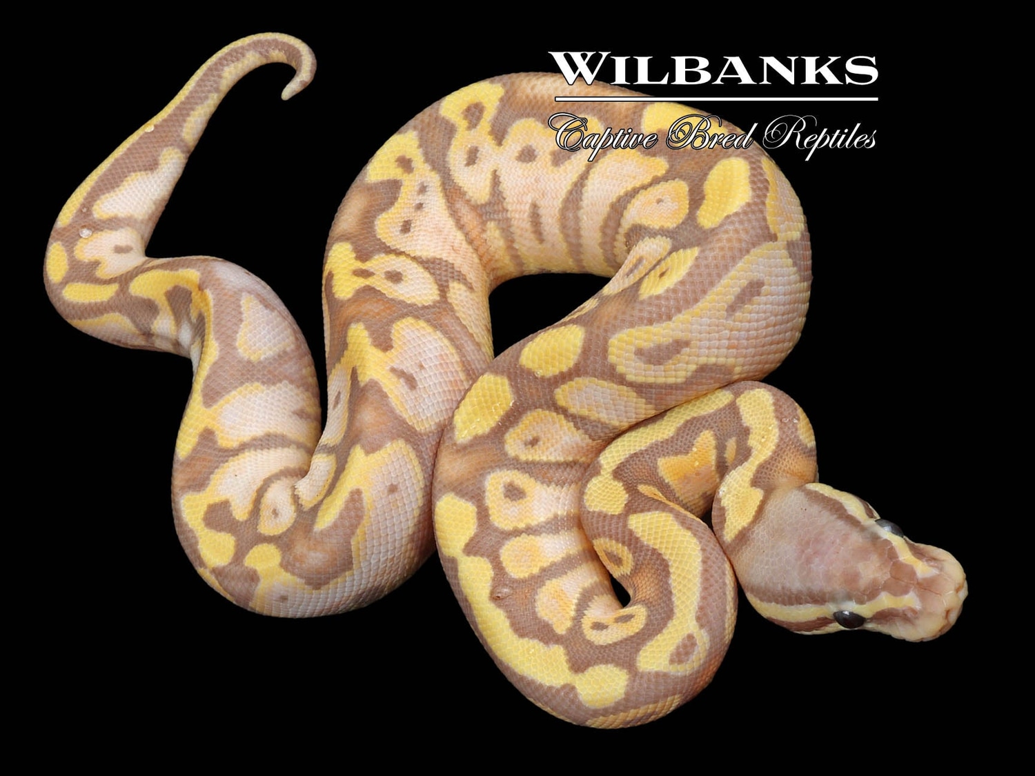 Banana Pastel Ball Python by Wilbanks Captive Bred Reptiles - MorphMarket