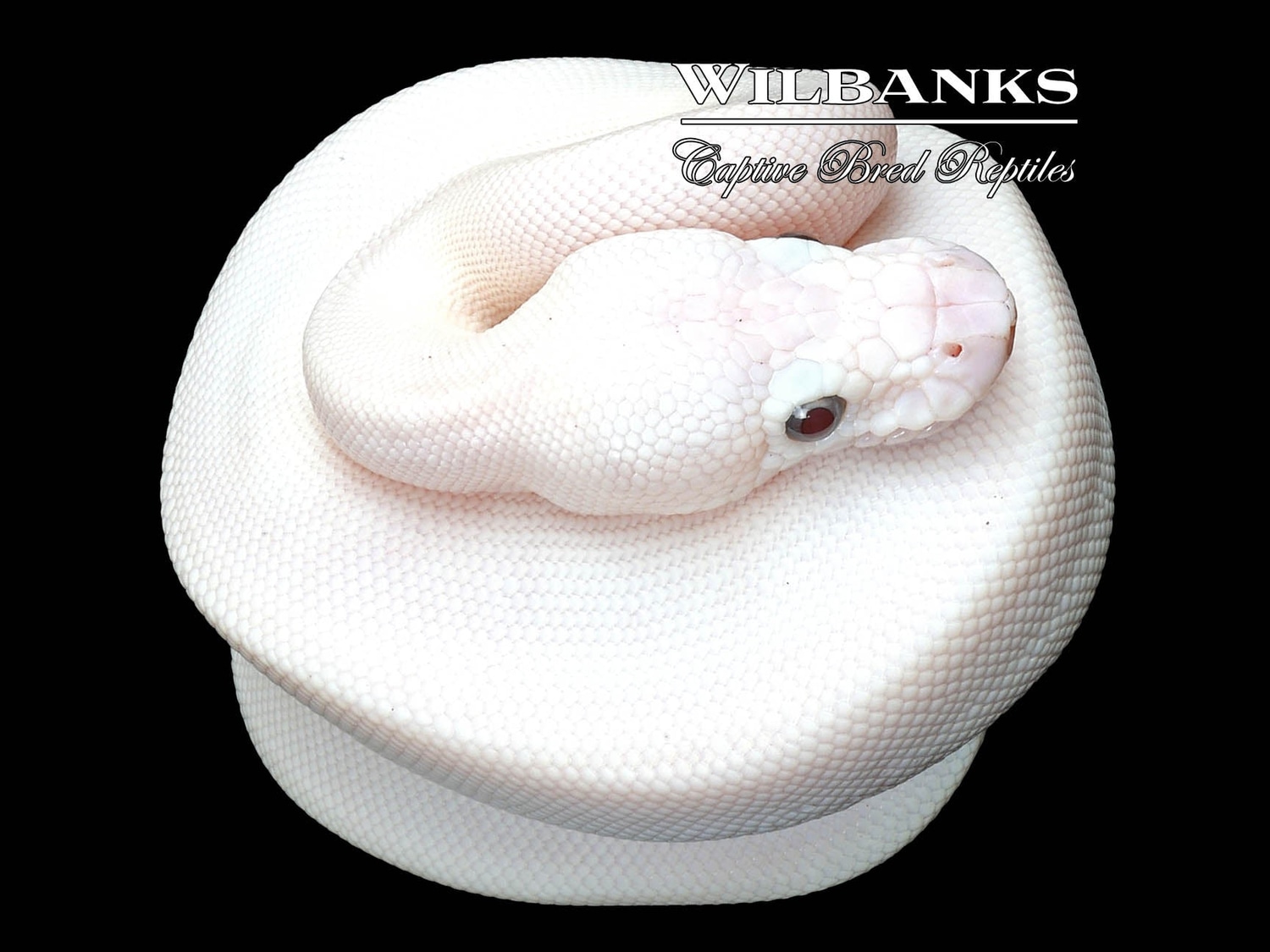 Banana Blue Eyed Lucy (Butter Mojave) Ball Python by Wilbanks Captive ...