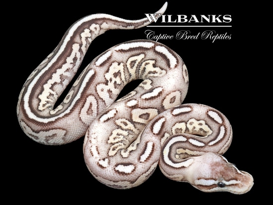 Pewter Fire Ball Python by Wilbanks Captive Bred Reptiles