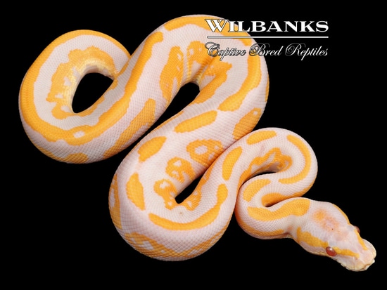 🔥 NO RESERVE🔥 Lavender Leopard Blackhead 50% Het. Axanthic VPI ♂ '23 ...