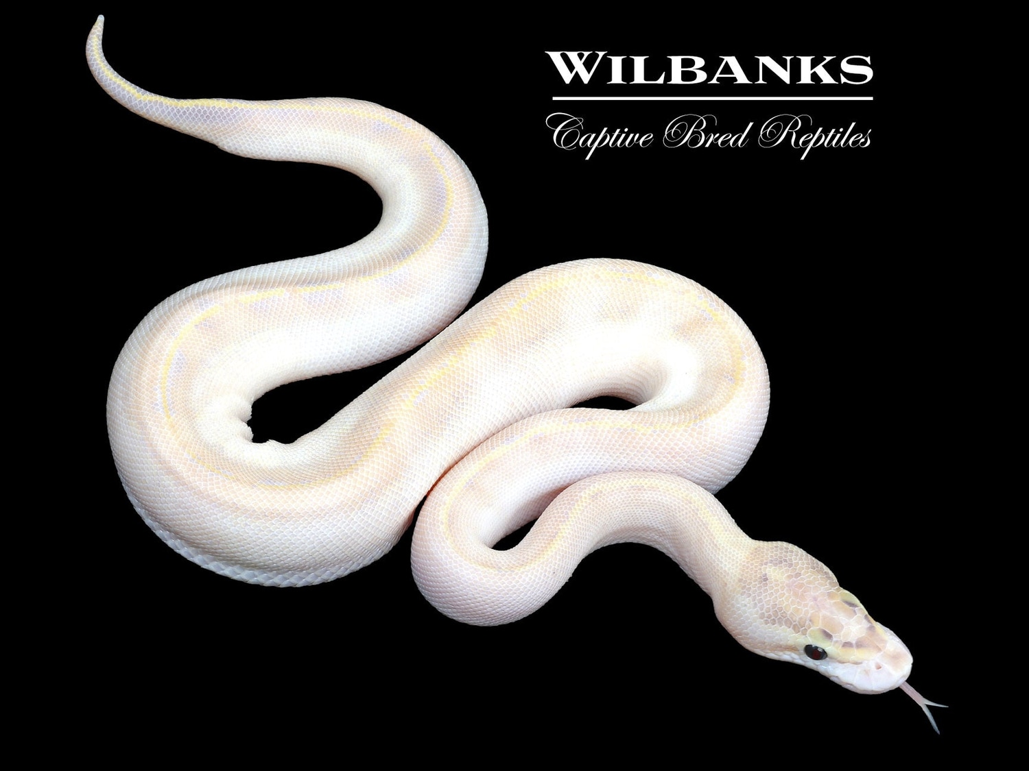 Ivory Ball Python by Wilbanks Captive Bred Reptiles - MorphMarket