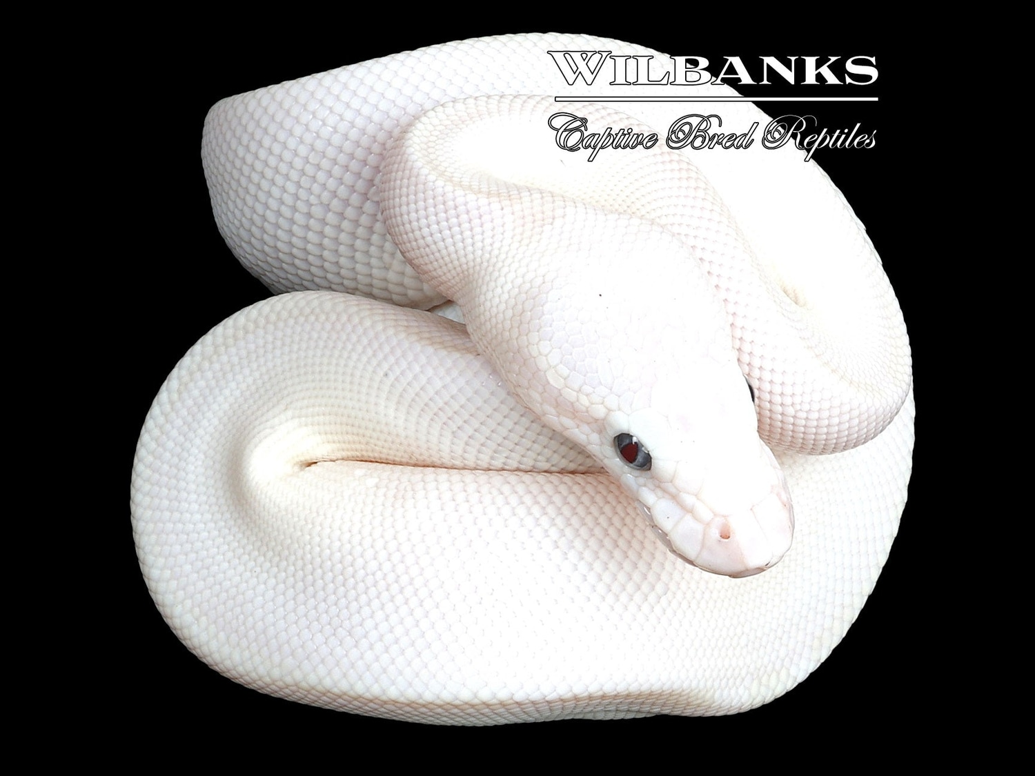 Blue Eyed Leucistic (Lucy) (Mojave Butter) Ball Python by Wilbanks ...
