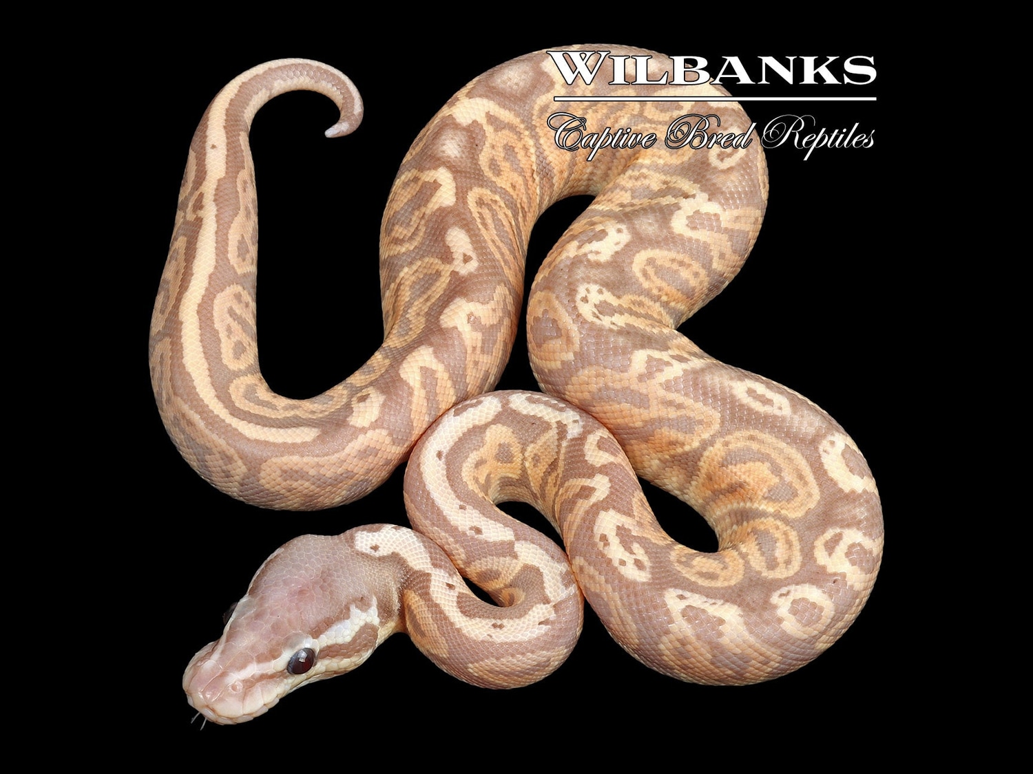 Banana Black Pewter Ball Python by Wilbanks Captive Bred Reptiles ...