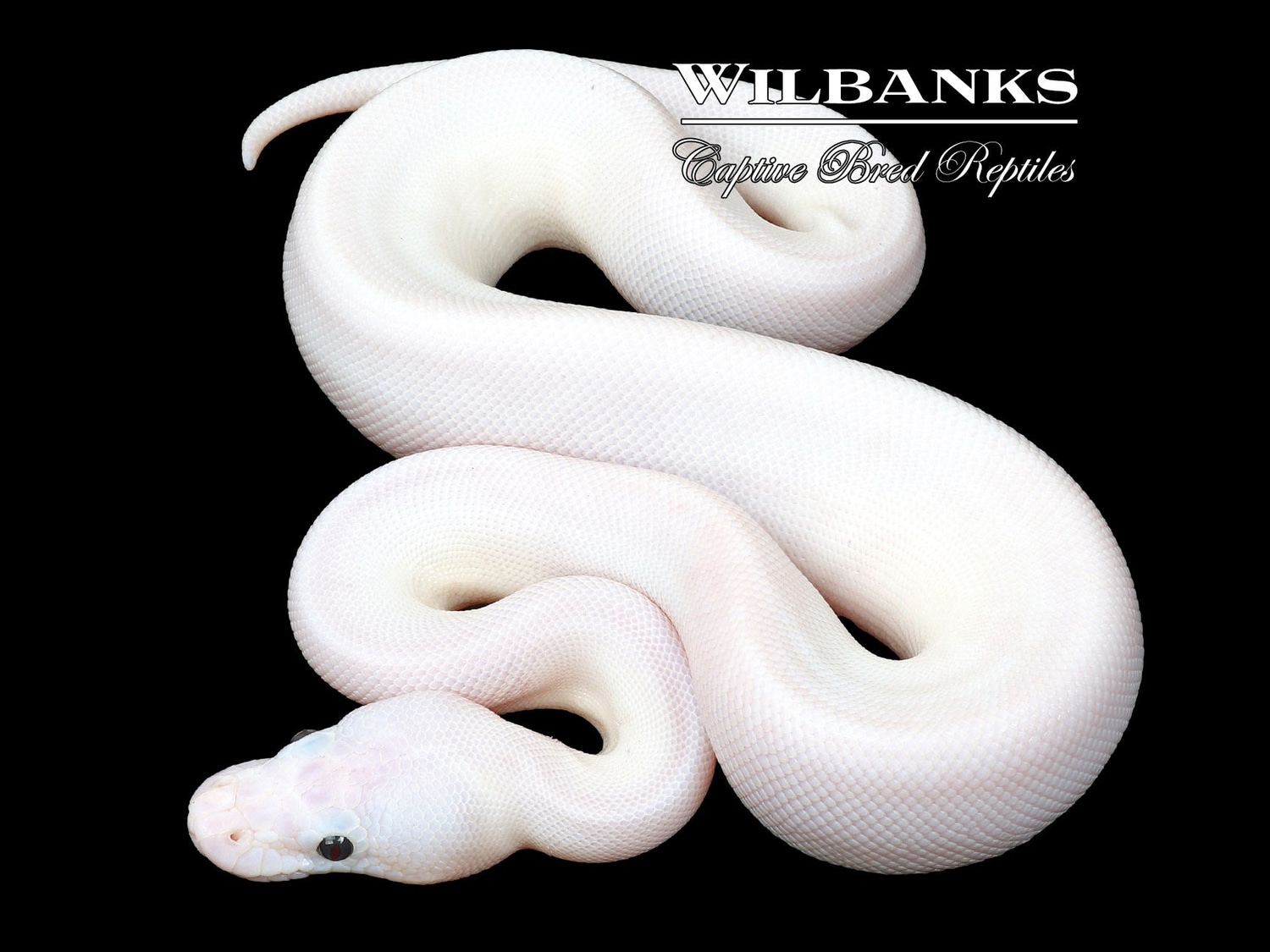 Super Fire (Perfect - No Yellow) Ball Python by Wilbanks Captive Bred ...