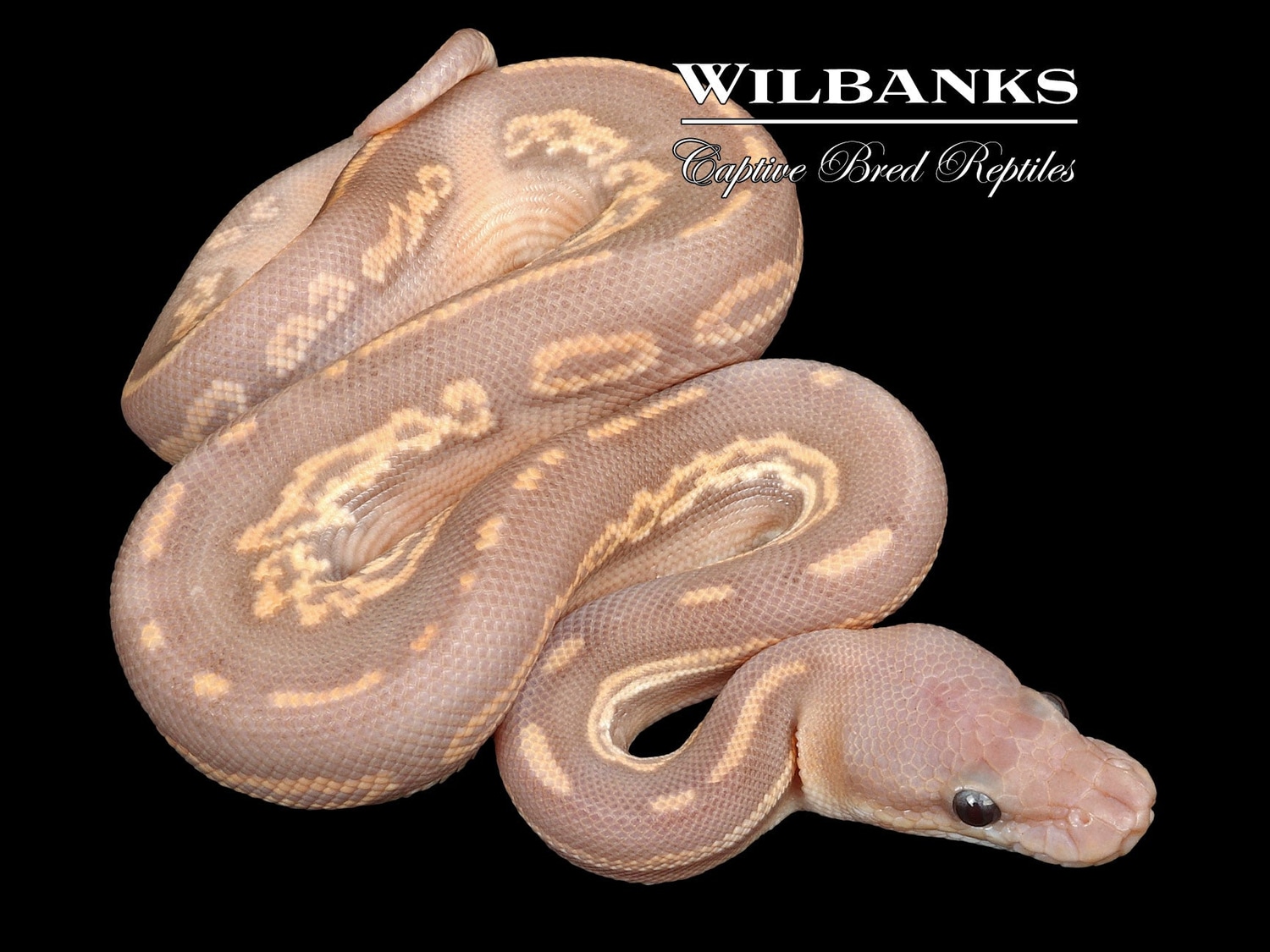 Blackhead Banana Mahogany Mojave Ball Python by Wilbanks Captive Bred ...