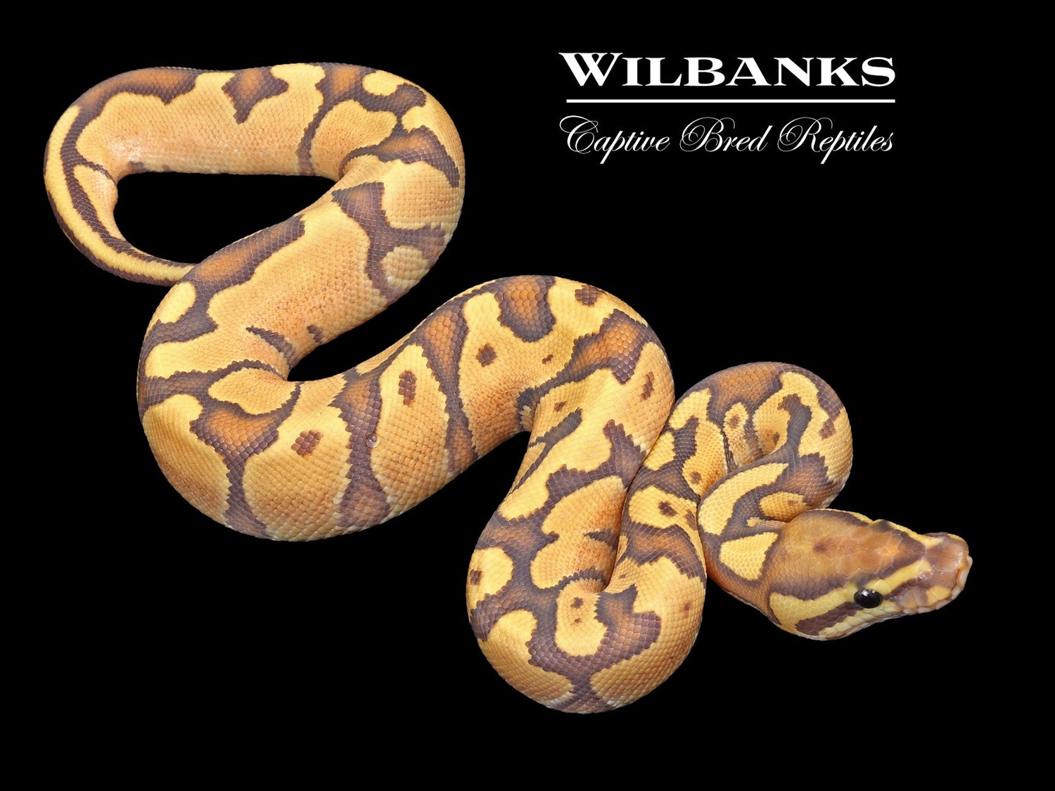 Hypo Fire Enchi Ball Python by Wilbanks Captive Bred Reptiles - MorphMarket