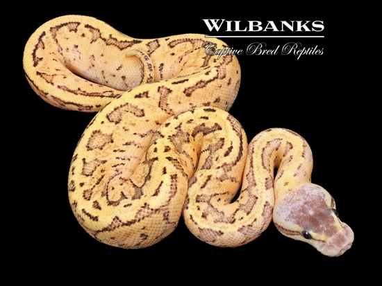 DragonFly Ball Python by Wilbanks Captive Bred Reptiles