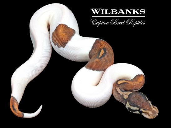 Black Pastel Pied Ball Python by Wilbanks Captive Bred Reptiles
