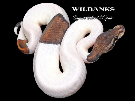 Mahogany Black Pastel Pied Ball Python by Wilbanks Captive Bred Reptiles