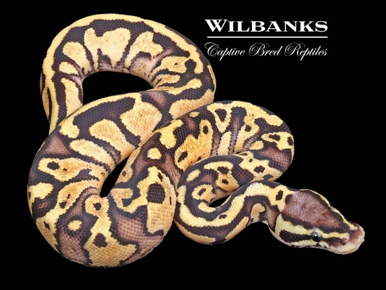 Firefly Yellow Belly Ball Python by Wilbanks Captive Bred Reptiles