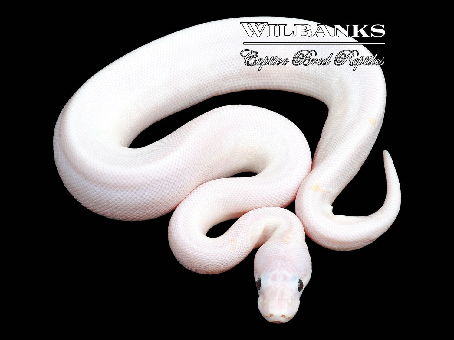 Super Fire Ball Python by Wilbanks Captive Bred Reptiles - MorphMarket
