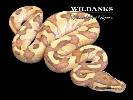 Nuclear Enchi Ball Python by Wilbanks Captive Bred Reptiles