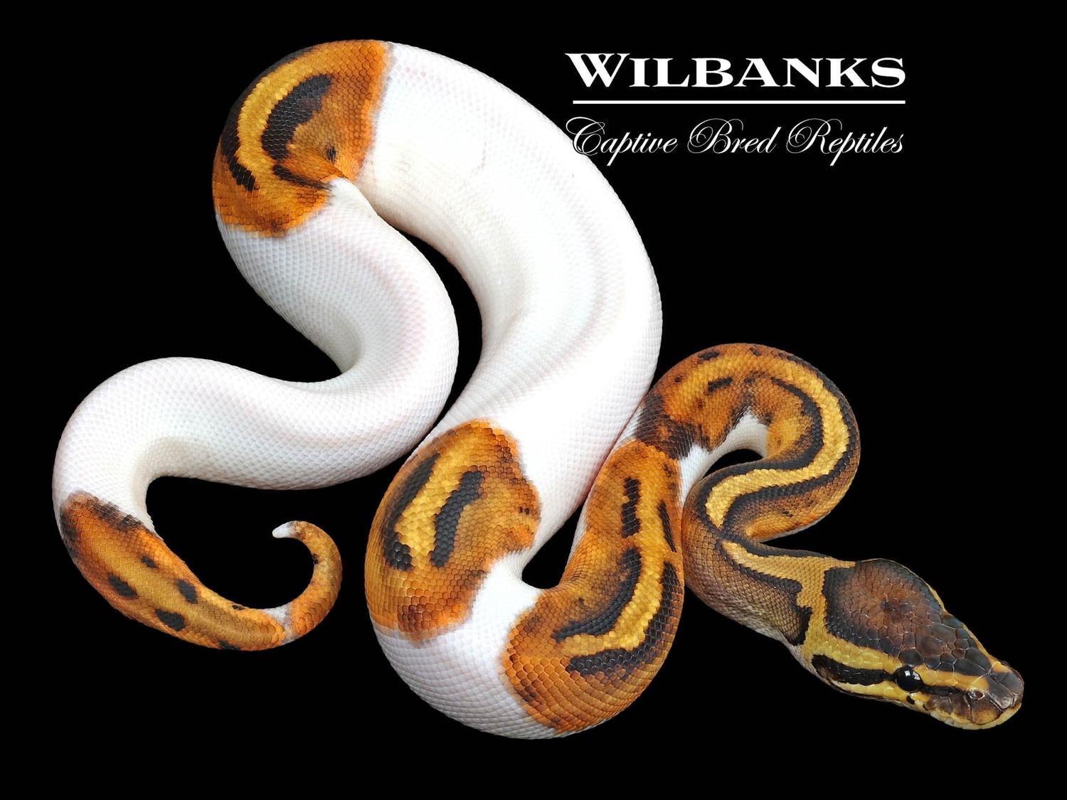 Pied Ball Python by Wilbanks Captive Bred Reptiles - MorphMarket